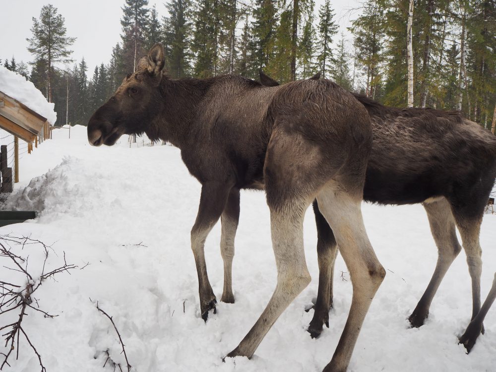 Arctic Moose